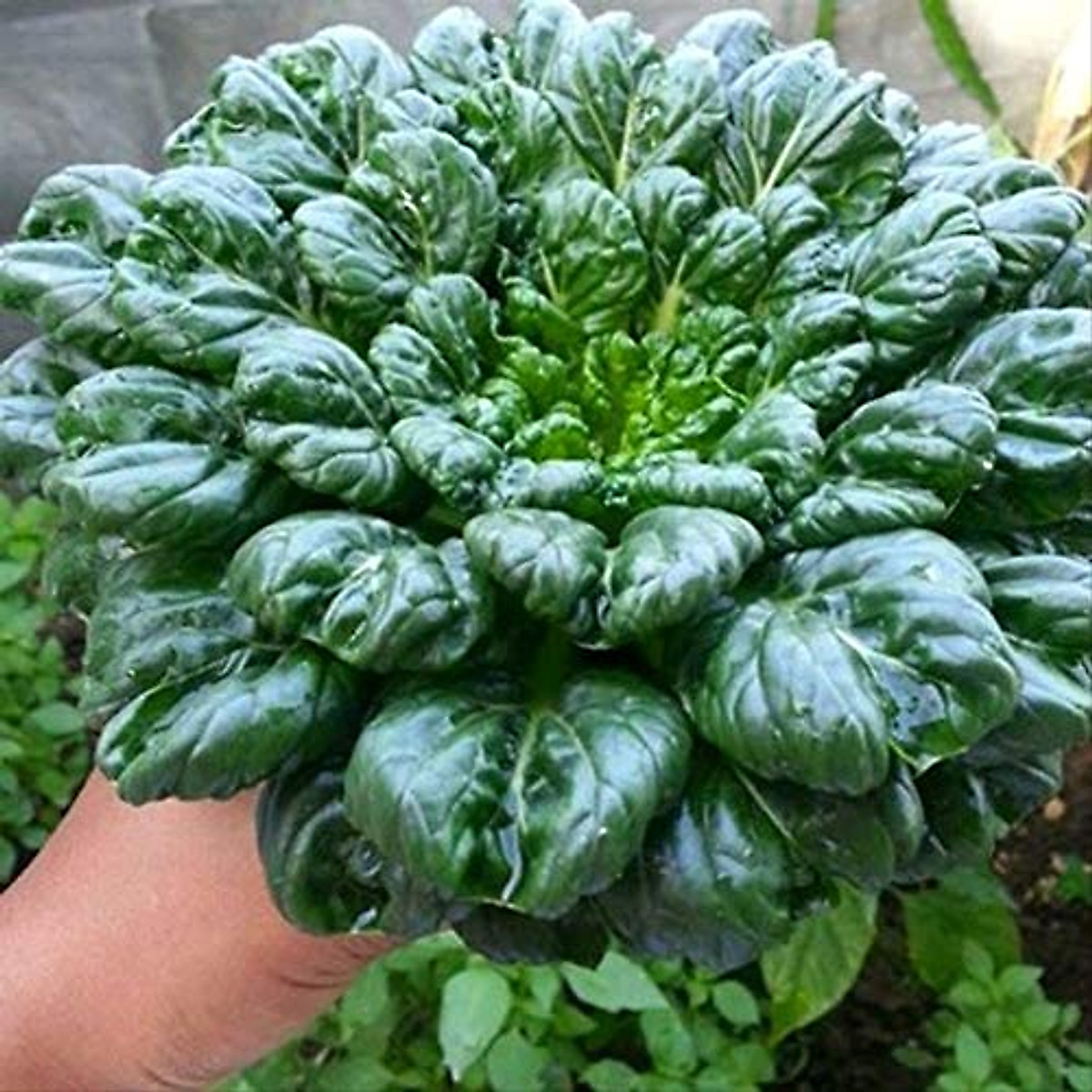Tatsoi Mustard 500 mg Green Seeds for Planting, USA Green Garden Vegetable Seeds, Chinese Cabbage, Tat Choi, Pak Choi, Spinach Mustard, Rosette Bok Choy, Asian Brassice Rapa VAR. Rosularis, Non-GMO