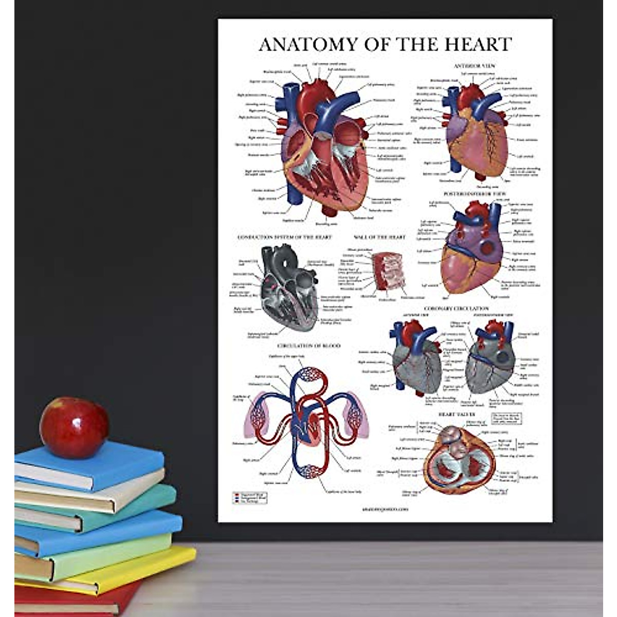 Palace Learning Heart Anatomy Poster - LAMINATED - Anatomical Chart of the Human Heart - 18" x 24"