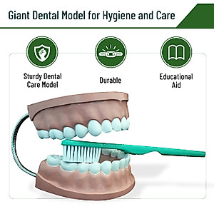 Ajax Scientific - Dental Care Mouth Model, Fake Teeth, Dental Hygiene Toy - with Giant Toothbrush - Plastic - 6 x 4.5 x 5 inches