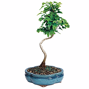Brussel's Bonsai Live Ginkgo Bonsai Tree - 4 Years, 10 to 14 Inches Tall - Outdoor Bonsai Tree Live in Decorative Ceramic Bonsai Pot