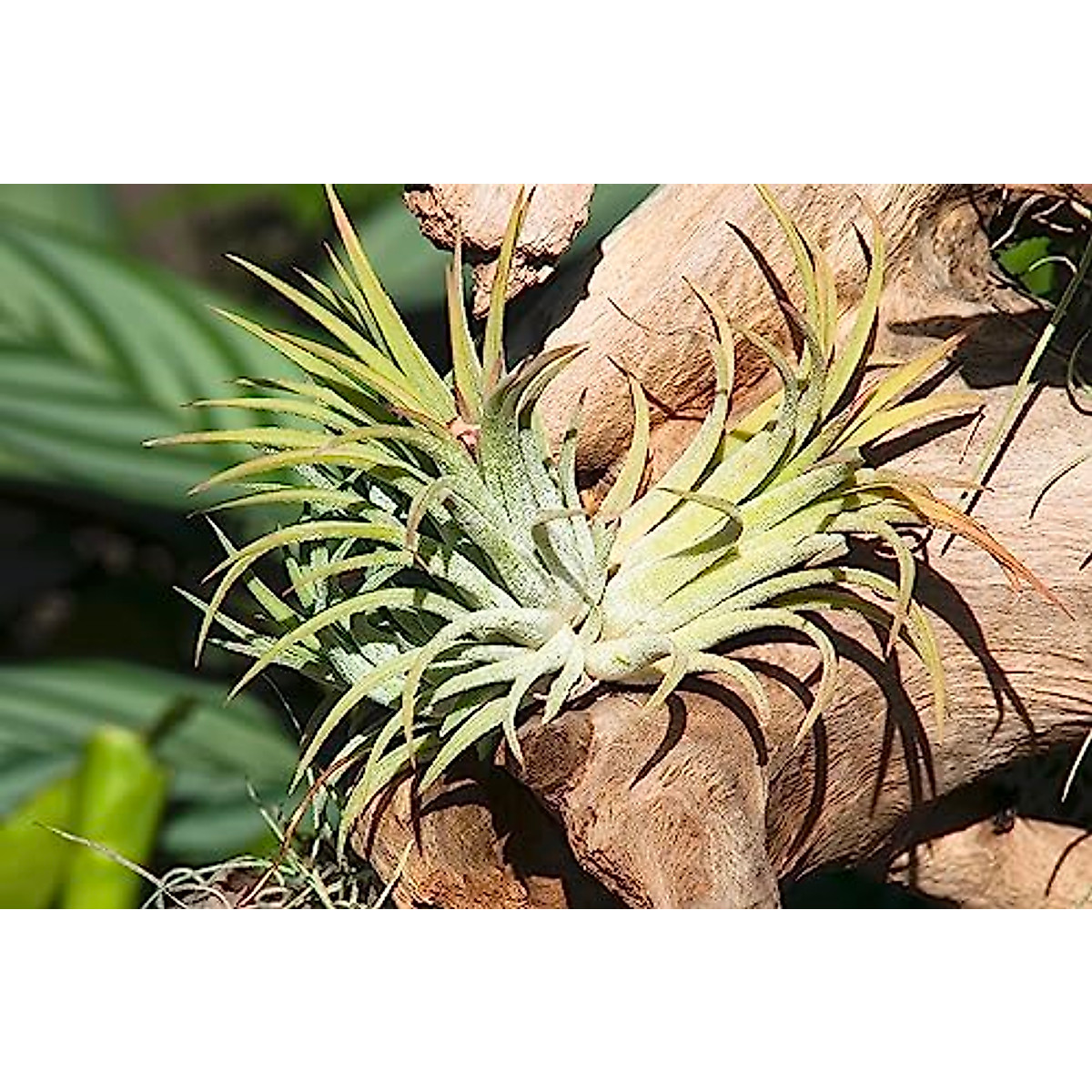 Ionantha Tillandsia Air Plants Live Indoor Plants (10PK), Air Plant Terrarium Plants Live Houseplants, Live Plants Indoor Plant Kit, Easy Care Plants for Air Plant Holder or Garden by Plants for Pets