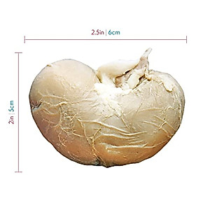 Anatomy Lab Preserved Sheep Kidney Specimen for Dissection, for Biology Classrooms, Vacuum Pack of 10
