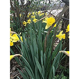 Dutch Master Daffodil 50 Bulbs -Deer & Rodent Resistant - 14/16 cm Bulbs