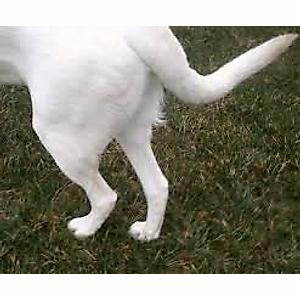 Holistic Horseworks Canine Musculoskeletal Unwinding Home Study Course - Watch Instantly, with Copy Canine Musculoskeletal Unwinding Workbook - for Dog and Pets Lovers