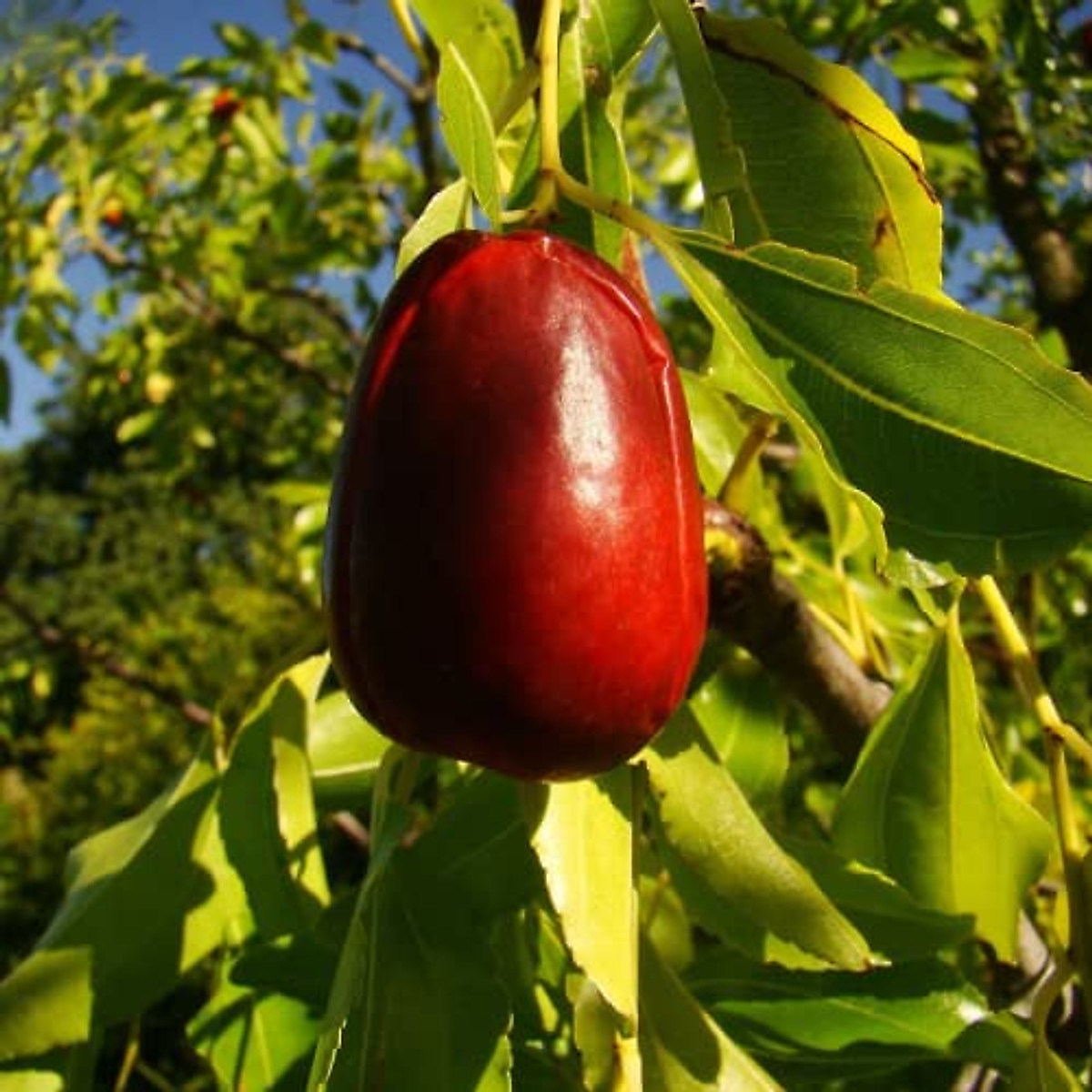 Lang Jujube Tree for Planting Garden, 3 to 4 Ft Tall Fruit Tree
