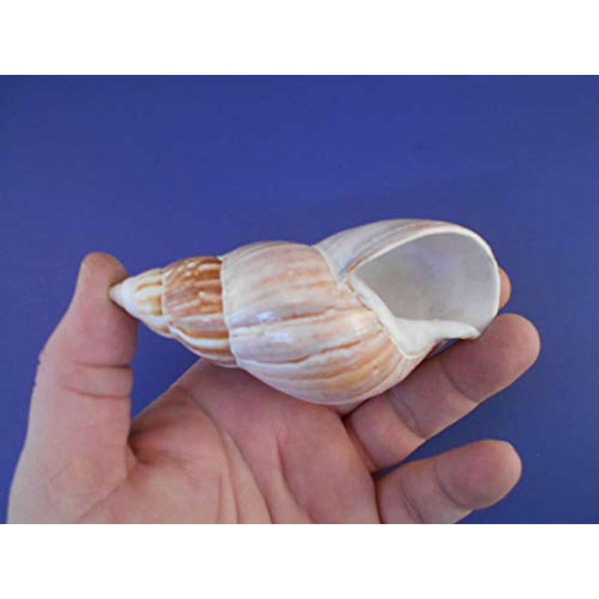 Set of 3 Extra Large Natural Japanese (Fairyland) Land Snail Shells 3" - 4" Large Hermit Crab Beach Crafts Hobby Coastal Cottage