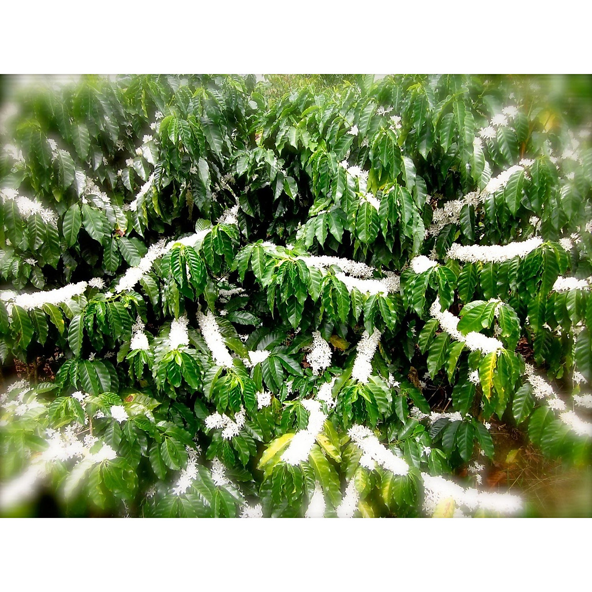 Fleur de Cafe Mountain Blossom Eau de Toilette 50 ml