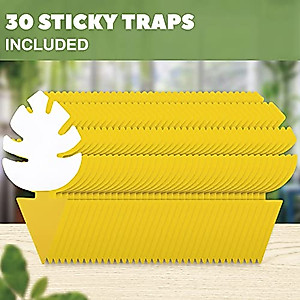 30 Pcs Yellow Sticky Trap for Indoor Gnats Dual Sided by Grow Margo - Fruit Fly Traps for Indoors - Plant Sticky Traps for Gnats - Plant Gnat Stix - Plant Fly Sticky Trap Sticks