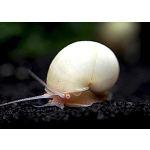 Aquatic Arts 1 Live Ivory Mystery Snail | Freshwater Aquarium Control / Glass Clearer | Safe in Tetra / Guppy / Betta Fish Tanks | Tank Decor