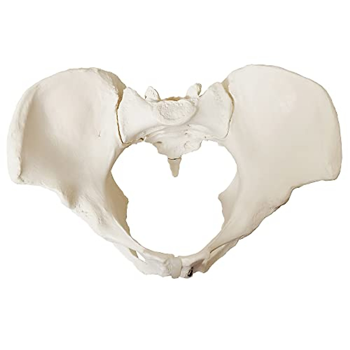2023 New Female Pelvis Model,Life Size Female Pelvic Skeleton Model, Anatomy Medical Model for Science Education, Study of the Anatomical Features