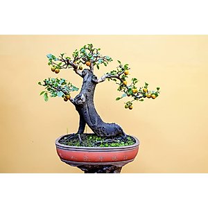 10 Persimmon Bonsai Tree Seeds - Made in USA, Ships from Iowa - Popular Outdoor Tree or Bonsai