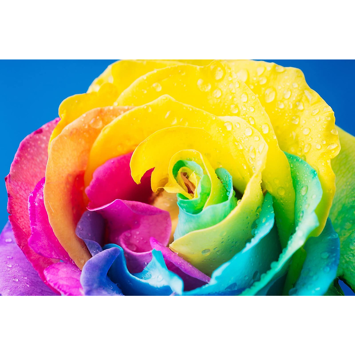 300+ Rare Multi Colorful Rainbow Rose Seeds for Planting Beautiful Rose Potted Plant for Home Garden