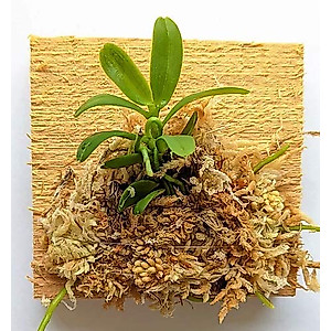 BLOOMIFY Mounted Miniature Orchid - Haraella retrocalla - Wrapped with Long Fiber Sphagnum Moss - 3" Mount