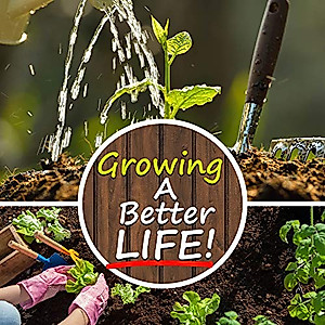 Mirai 301 Corn Seeds for Planting - Treated - ~50 Seed Packet - Corn Seed by Kitazawa Seed Company - Non-GMO Sweet Corn for The Garden, Farm, and Field