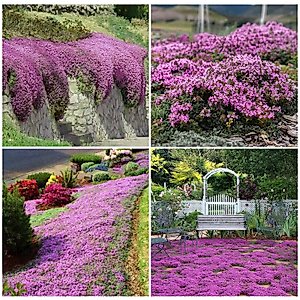 2000+ Creeping Thyme Seeds for Planting Thymus Serpyllum - Heirloom Ground Cover Plants Easy to Plant and Grow - Open Pollinated