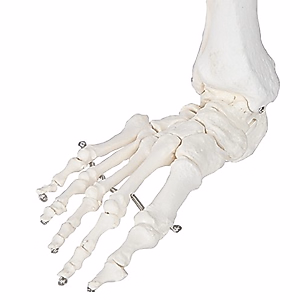 Axis Scientific Human Leg Skeleton Bundle, Life-Size 36" Anatomical Model with All Leg Bones, Removable Hip Joint and Fully Articulated Foot and Detailed Product Manual