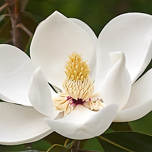 QAUZUY GARDEN 10 Premium Southern Magnolia Grandiflora (Big Laurel) Bull Bay Seeds for Planting | Fragrant Perennial Evergreen Tree Attract Pollinators Striking Accent Privacy Screen