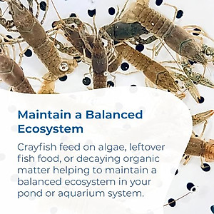 Toledo Goldfish Crayfish: Live Crawdads Perfect for Stocking Ponds or Aquariums - 10 Count