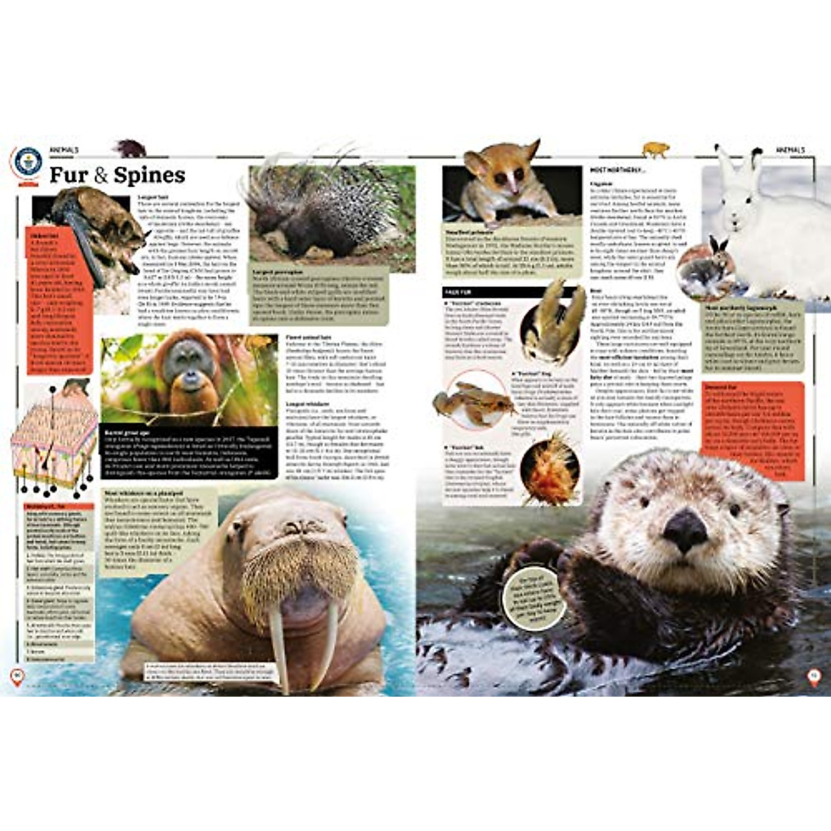 Guinness World Records 2021