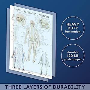 Palace Learning 2 Pack - Spinal Nerves & Nervous System Anatomy Posters - Set of 2 Anatomical Charts - Spine/Nervous - Laminated 18" x 24"