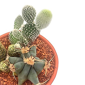 Cactus Garden, 3 Different Cacti in a 4 inch Terracotta Ceramic Pot, Dish Liner, Assorted Cacti, Variety Assortment, House Plant Gift
