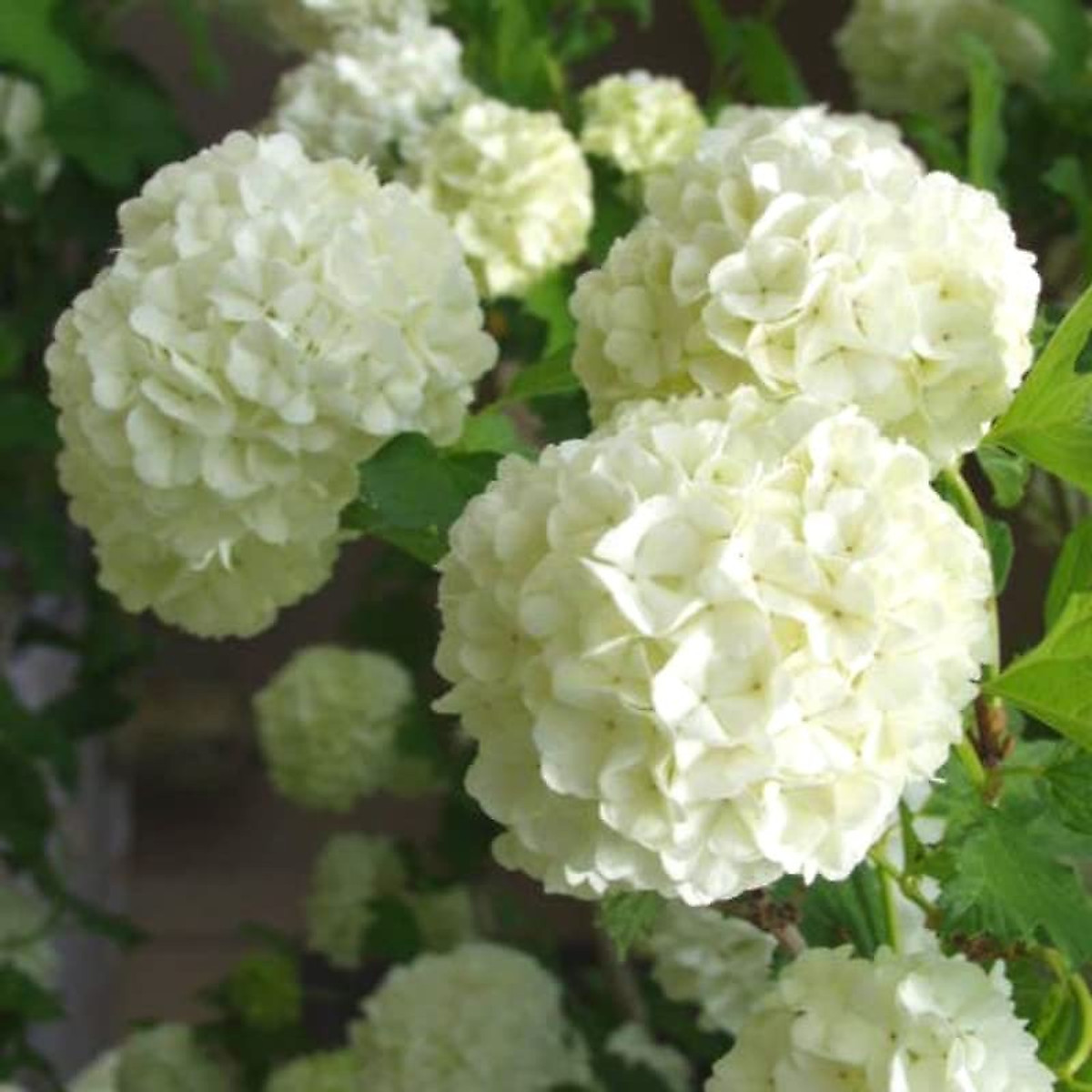 Old Snowball Viburnum Plant Live for Garden, 6 Inc to 9 Inc Tall, Flower Bush Plant
