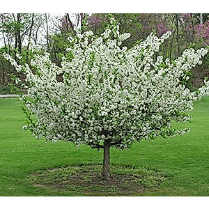 Sargent Crabapple Tree/Shrub - Live Plant - 12-18" Tall - Quart Pot - Malus sargentii