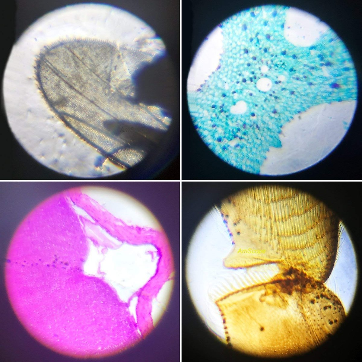 Science Kits for Kids Beginner Microscope with LED 100X 400X and 1200X-Include Sample Prepared Slides (1)