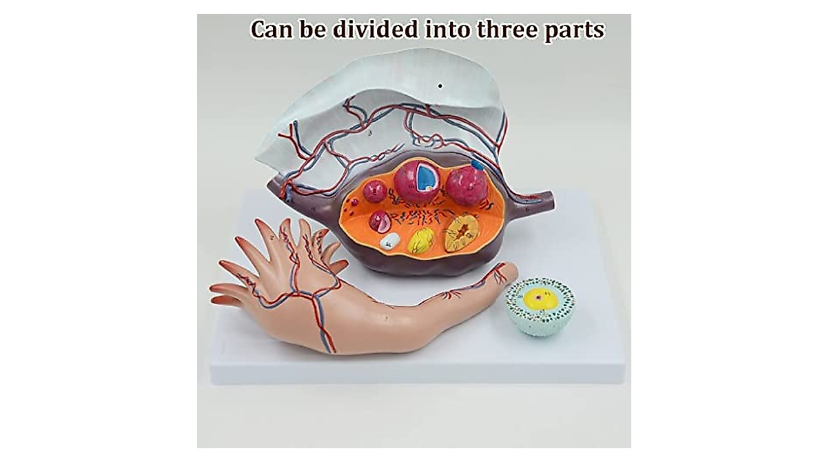 VNABO Anatomical Model of Female Reproductive System