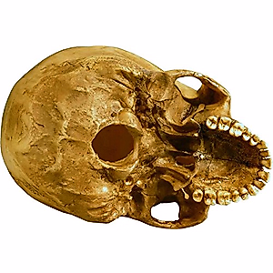 Nose Desserts Life Size Model Human Skull Replica Aged Earth-Brown Relic - Medical Anatomy Reproduction Brand