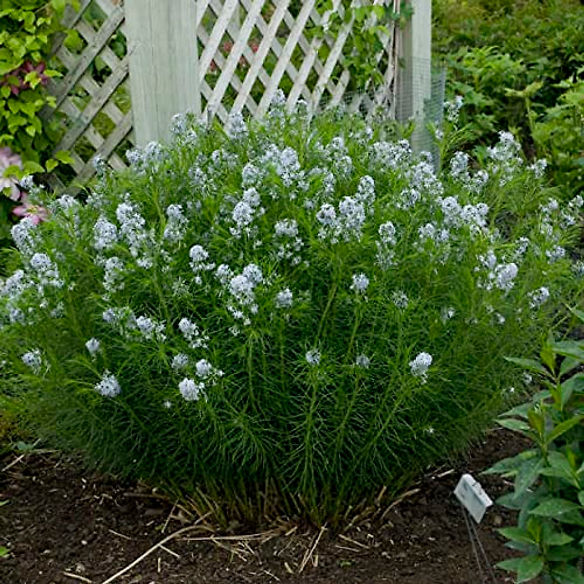 CHUXAY GARDEN 5 Seeds Amsonia Hubrichtii Seed,Narrowleaf Bluestar,Hubricht's Blue Star, Arkansas Bluebell Lovely White Herb Plant Native Wildflower Great for Garden