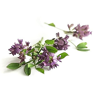 Alfalfa - Medicago Sativa Loose Leaf c/s 100% from Nature (1 oz)