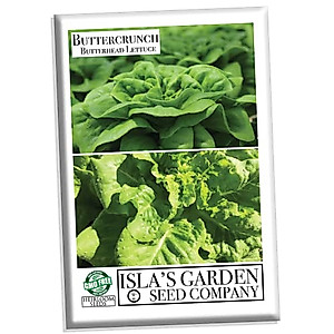 Buttercrunch Butterhead Lettuce Seeds for Planting, 1000 Heirloom Seeds Per Packet, (Isla's Garden Seeds), Non GMO Seeds, Botanical Name: Lactuca Sativa, Great Home Garden Gift