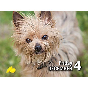 Puppies 2020 Mini Day-to-Day Calendar