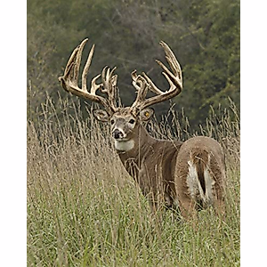 1 Pound Deer Food plot Alfalfa and Frosty Berseem Clover Seed Mix. Wildlife elk Turkey Quail Duck All Season