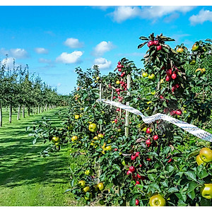 XoreArt Reflective Scare Tape, Double Sided Tape to Keep Away Birds, Pigeons, Crows, Woodpecker, and More (1” by 298 ft)