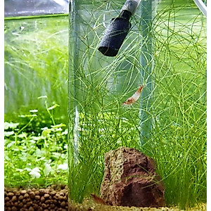 (6 Bundle) Giant Hairgrass | Eleocharis Vivipara Package Freshwater Live Aquarium Plants Background Fish Tank Decoration