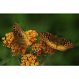Sow Right Seeds Butterfly Milkweed Seeds; Attract Monarch and Other Butterflies to Your Garden; Non-GMO Heirloom Seeds; Full Instructions for Planting, Wonderful Gardening Gift (3)