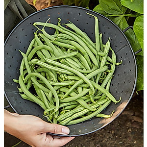 Burpee Blue Lake 47 Bush Bean Seeds 8 ounces of seed