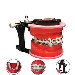 TEPTOARCH Orthodontic Practice Model Teeth Model for Training Studying Teaching Dentist Ortho Bracket Treatment Typodont Jaw Model