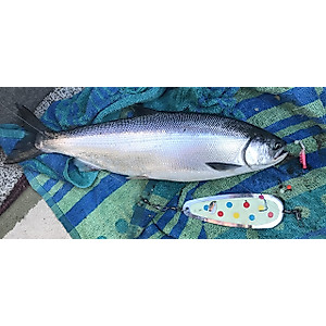 KOKOPROS Finished Kokanee Salmon HyperGlow Teardrop Fishing Flasher, 5-1/2" Length, Chrome, Wonder Color