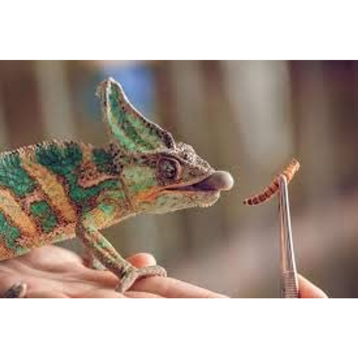 The Mad Jungle TM 125 Live Large 1 1/2 to 2 inch Superworms Live Arrival Guaranteed