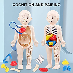 cdar Human Body Model for Kids,Human Torso Anatomy Model with Heart Brain Skeleton Head Model,Education Display 1 Set