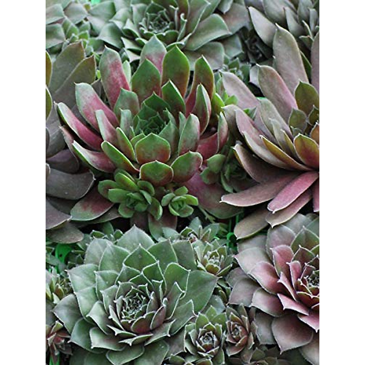 Perennial Farm Marketplace Sempervivum 'Hot Mix' (Hens & Chicks) Perennial, 1 Quart, Green/Red/Tan Foliage