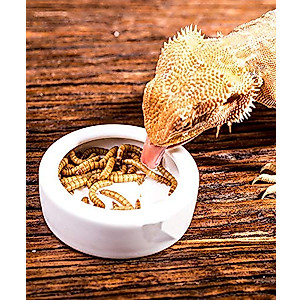 Tfwadmx 2 Pack Reptile Food Bowl, Mini Ceramic Water Feeder Bowl, Reptile Worm Feeding Dish for Lizard Turtle Bearded Dragon Anoles Crested Gecko Hermit Crab Leopard Gecko Chameleon Corn Snake