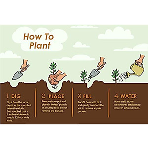 Brighter Blooms - Dwarf Gala Apple Trees, 5-6 ft. - Bushels of Delicious Apples Each Year - No Shipping to AZ, ID, OR, or CA