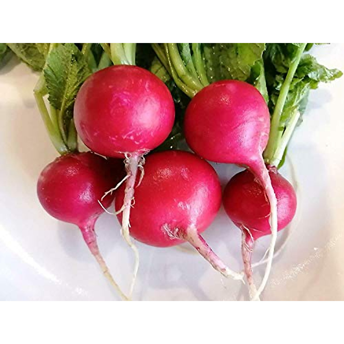 Cherry Belle Radish Seeds for Planting, 100+ Heirloom Seeds Per Packet, (Isla's Garden Seeds), Non GMO Seeds, Botanical Name: Raphanus sativus, Great Home Garden Gift