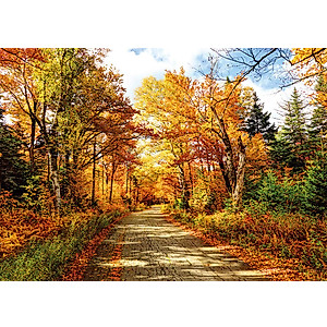 SJOLOON Fall Photography Backdrop Autumn Backdrop Golden Fallen Leaves Real Natural Landscape Photography Background for Party Decoration Banner Baby Shower Studio Props 11631 (7x5FT)