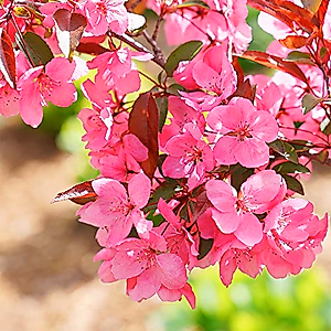 QAUZUY GARDEN 30 Seeds Flowering crabapple Seeds Crab Apple Malus Prairiefire Tree Shrub Bush Seeds- Striking Flowering Landscape Plant- Easy to Grow & Maintain