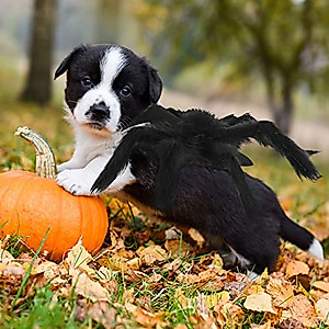 4 Pcs Halloween Pet Costume Spider Dragon Bat Butterfly Dog Costume Adjustable Adhesive Cosplay Bat Wings for Small Dogs and Cats Funny Cat Dog Costume Halloween Party Supply